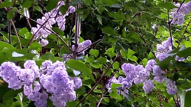 ВСЕ ОТТЕНКИ СИРЕНИ