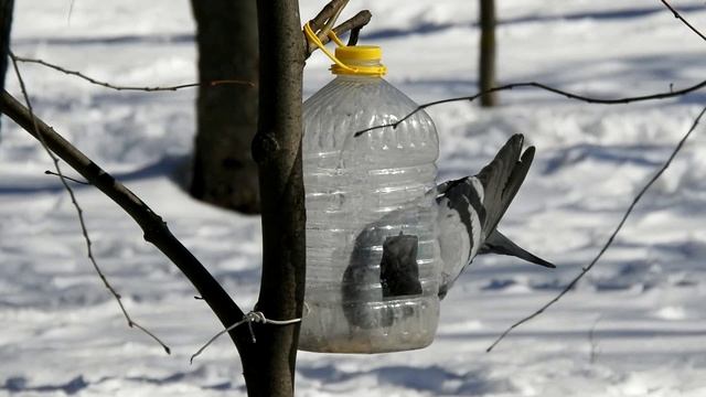 Биосфера. Голубь в кормушке для маленьких птиц. Клип. Музыка.