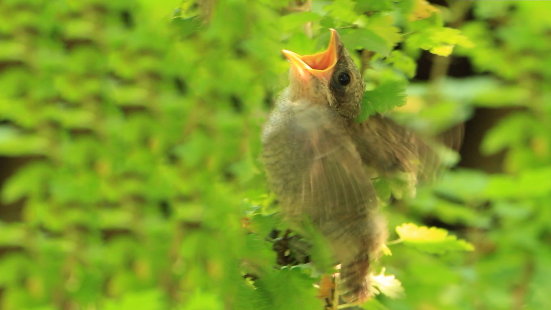 Сорокопут-жулан кормит своего птенца-слётка