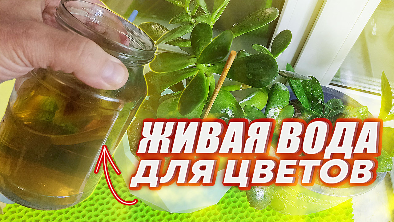 СДЕЛАЛ НАСТОЙ, 2 РАЗА ПОЛИЛ ВСЕ КОМНАТНЫЕ РАСТЕНИЯ И ЦВЕТЫ, ТЕПЕРЬ ВСЕ В ЗЕЛЕНИ И ЦВЕТЕТ