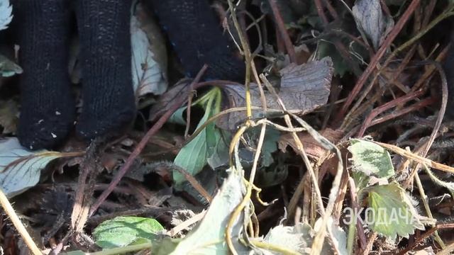 Земляника после малоснежной зимы