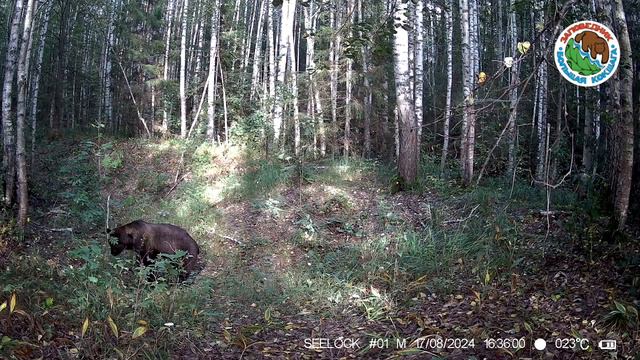 Медведь. Заповедник "Большая Кокшага"