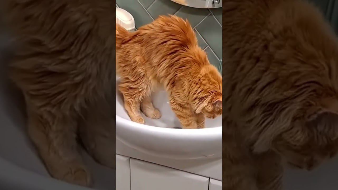 Кошки -Пушистые помощники