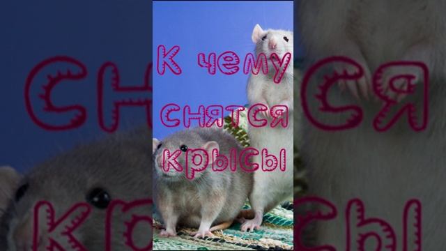 К чему снятся крысы #shorts