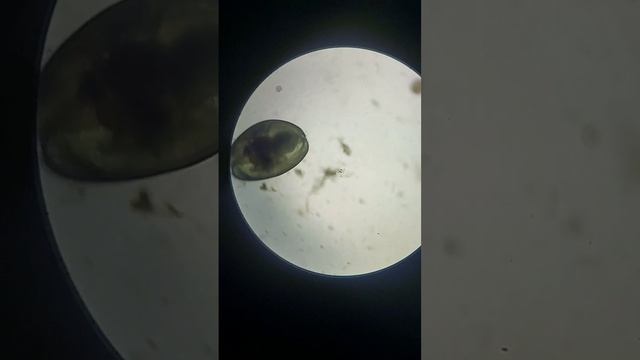 Мир под стеклом: раз рачок, два рачок