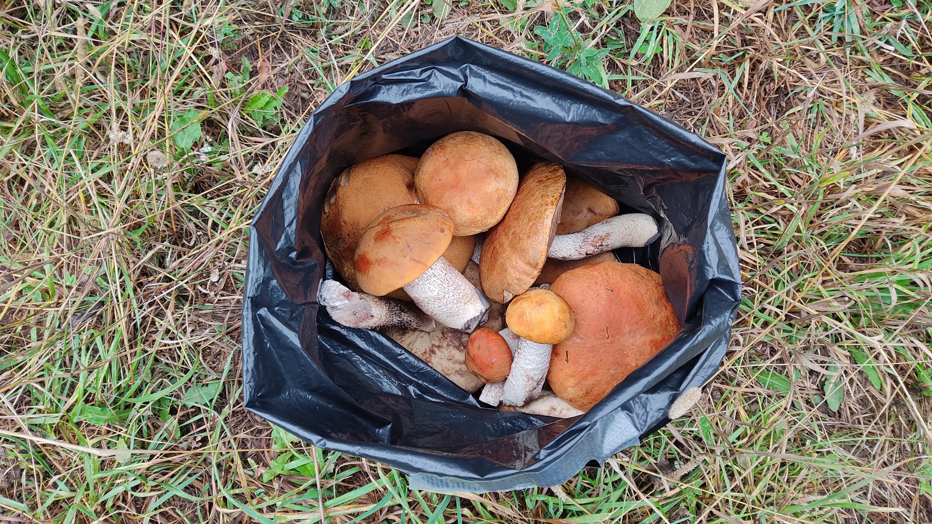 Места произрастания подосиновых грибов. Съедобные грибы. Тихая охота.