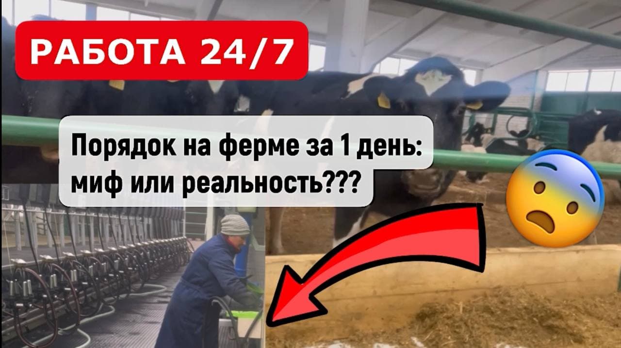 Работа 24/7. Можно ли за день навести такой порядок, как на ферме Агро-Дубинское?