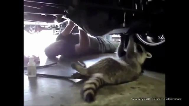 ?Лучшие смешные ПРИКОЛЫ ? #8 С Енотами.