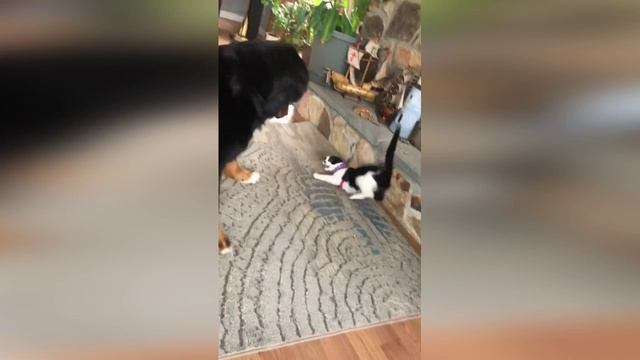 Самые смешные животные / Приколы с котами и собаками(# 65)#Shorts