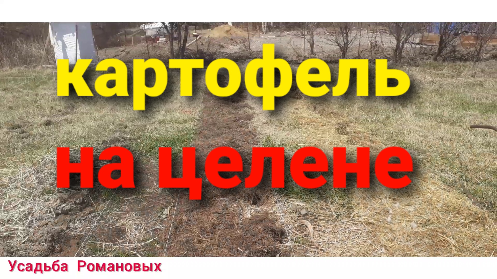 Картофель на целине