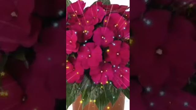 Волшебный мир. Бальзамин