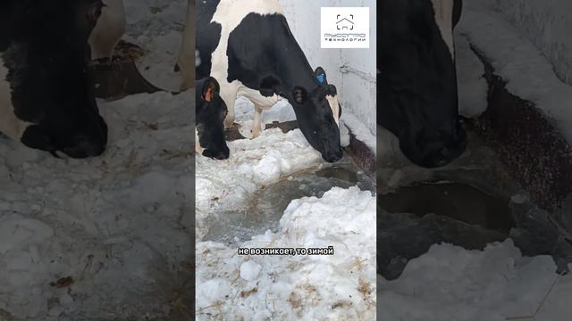 Особенности поения молочного и мясного КРС 🐄  #корова #оборудование #крс #поилка