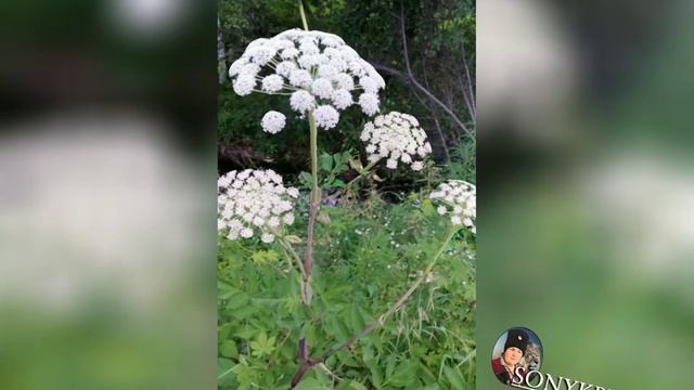 Красота Хабаровских полей