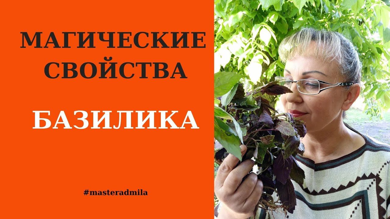 Базилик магия трав