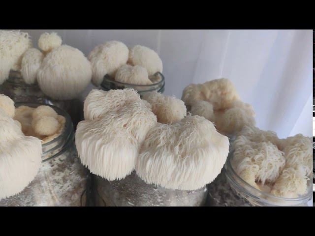 ой грибы, грибы, грибочки!