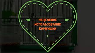 Попугай и кормушка.mp4