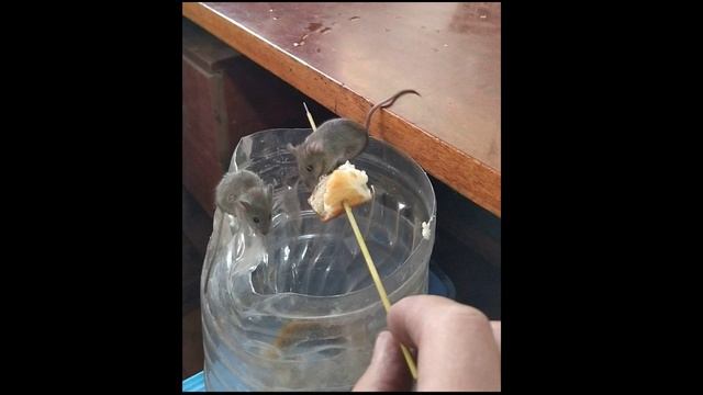 Мышка попалась.