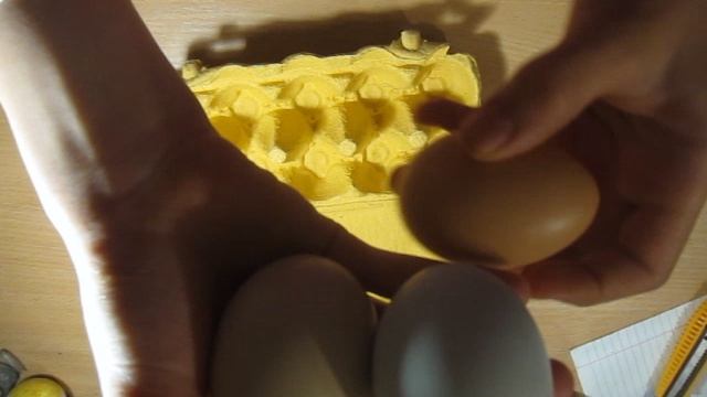 яйца ароукана и амераукана в сравнении с обычными куриными. яйца от разных пород кур