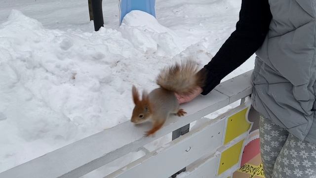 Доброе и позитивное видео. Кормим белочек на катке в Парке Горького... мимимишное видео...