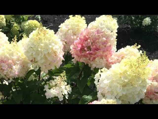 Гортензии. Покупка сезон 2021г.