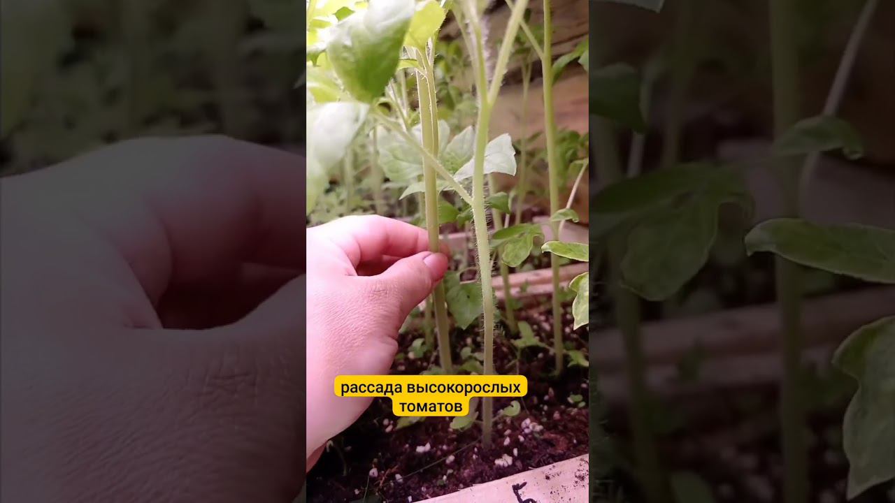 Чем отличается рассада высокорослых сортов от низкорослых сортов томатов #рассадатоматов #томаты