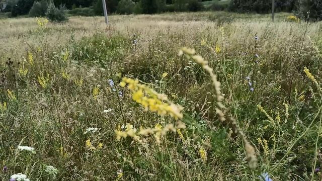 Донник желтый