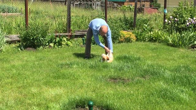 Лаврик. Очень мягкий дачный газон. 2016