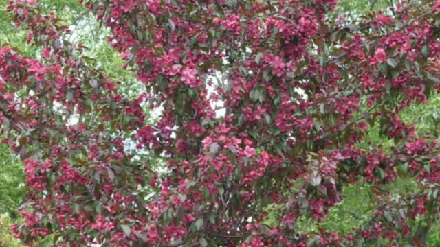 Яблони в цвету