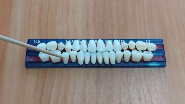 Зубы строение, порядок расположения и сроки прорезывания зубов