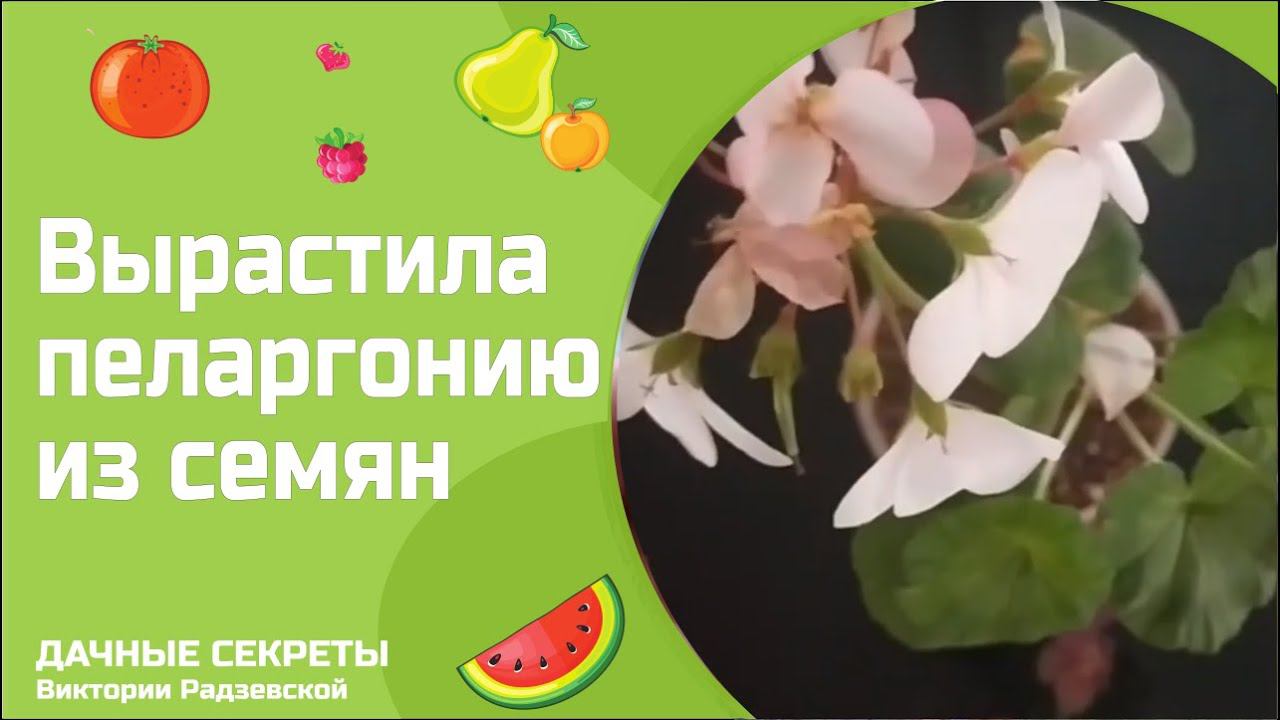 Вырастила пеларгонию из семян. Все от посева до цветения