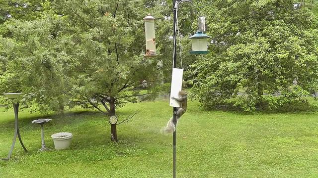 Белка и труба