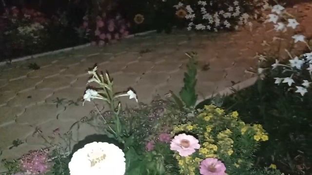 #сад_ночью#наш_сад Сад ночью просто сказочный!.mp4