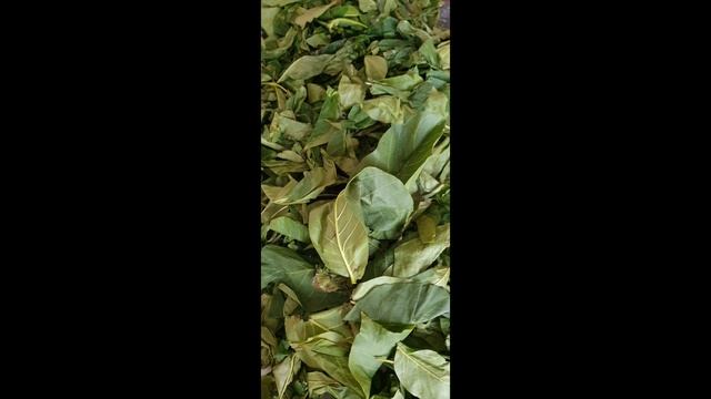 3.Чай из листьев грецкого ореха.