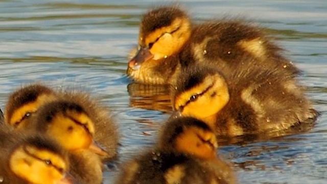 Помощь пернатым_Учебный проект объединения «Маленький учёный».mp4