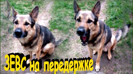 ЗЕВС любит детей. Передержка