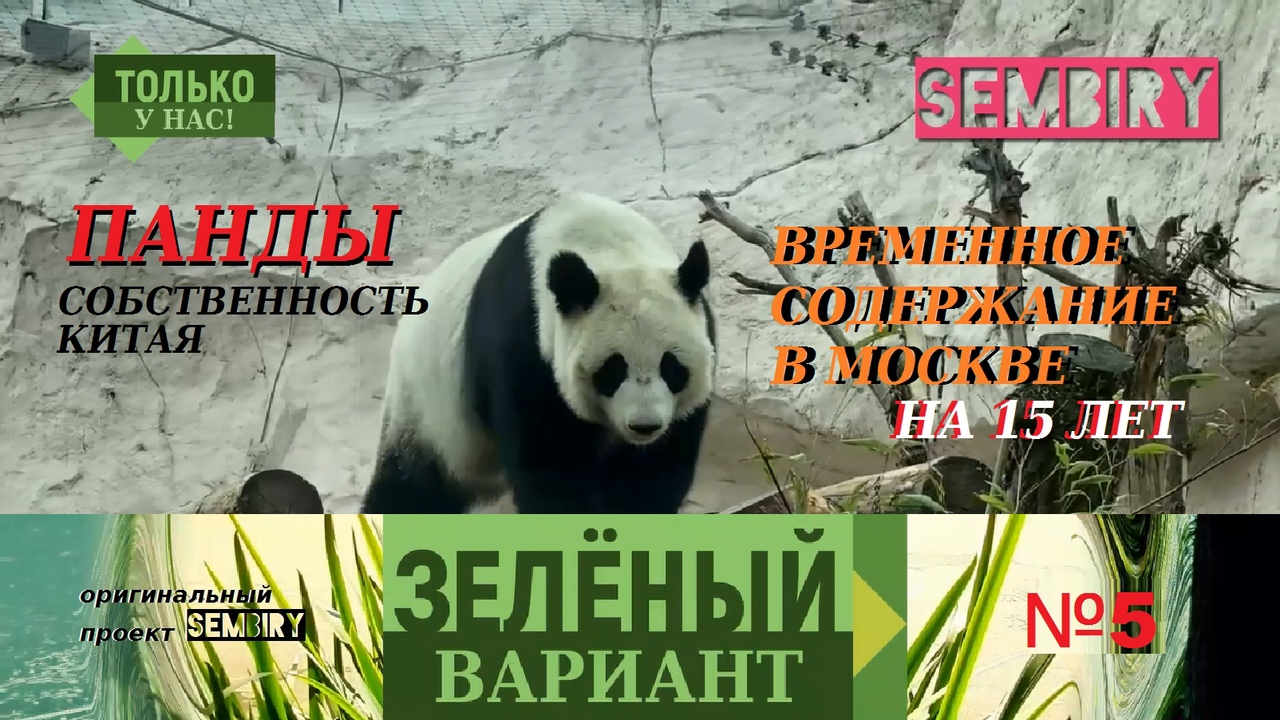 ПАНДЫ: СОБСТВЕННОСТЬ КИТАЯ ВРЕМЕННО В МОСКВЕ НА 15 ЛЕТ. ЗЕЛЁНЫЙ ВАРИАНТ. Выпуск от 20.03.2023