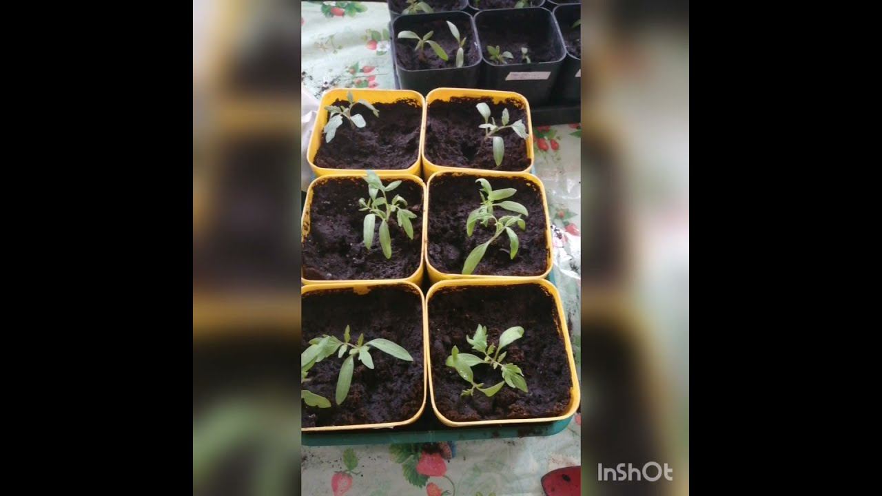 Пикирую томаты #SHORTS