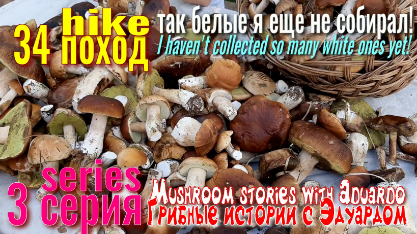 3 Серия, 34 похода.Так Белые я ещё не собирал !!! Грибные Истории с Эдуардом.
