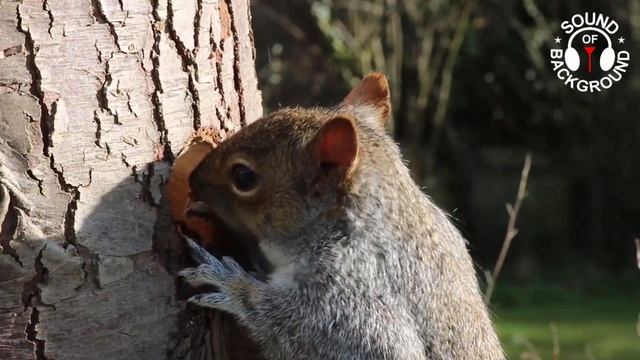 Cool Squirrel (eurodance music)