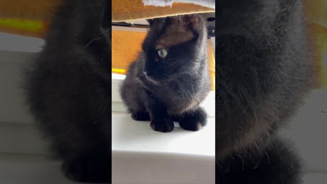 Юкки играет в прятки