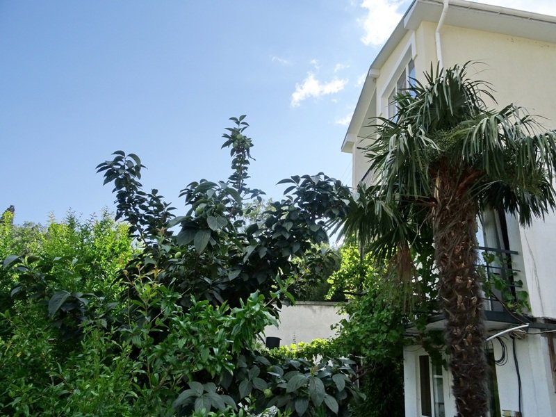 Крым снять жилье в Алупке. Алупка отдых недалеко от моря на ул. 1 Мая.«ПАЛЬМА» ГОСТЕВОЙ ДОМ в Алупке