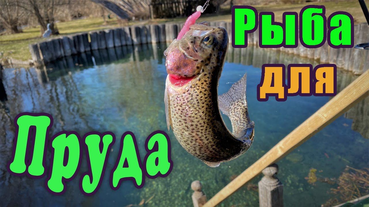 Рыба для пруда. Форель радужная.