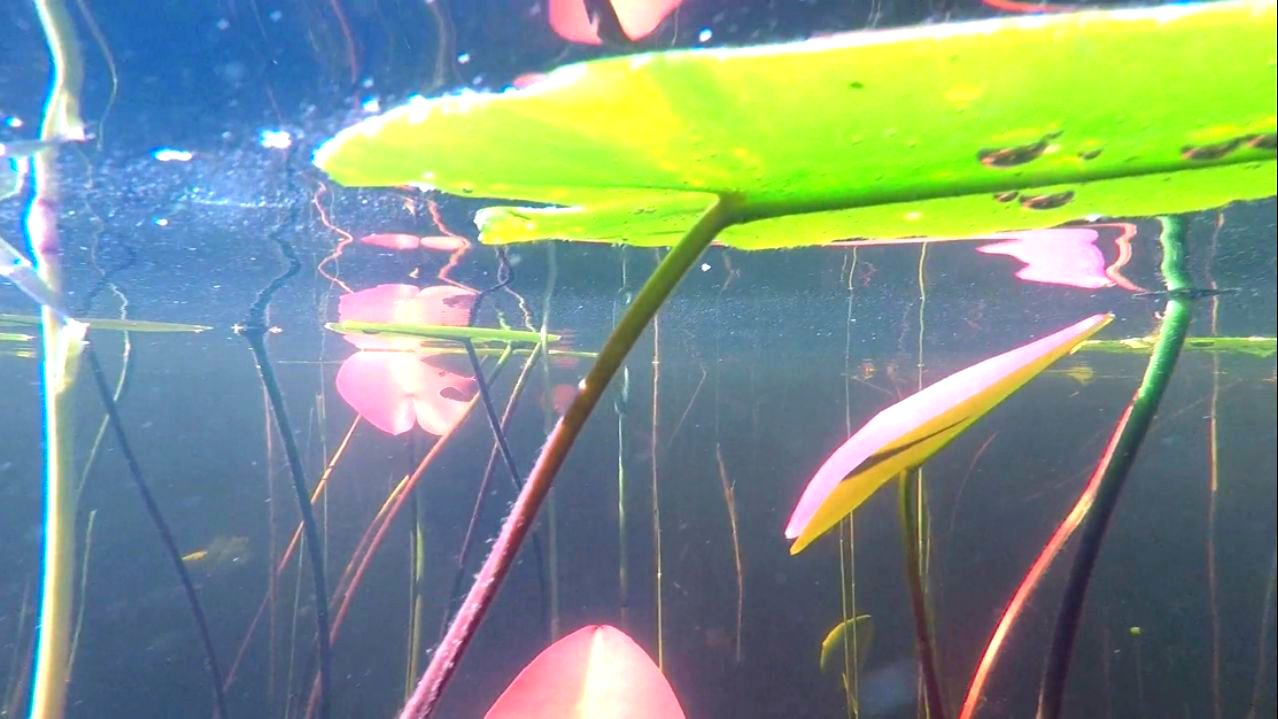 ПОДВОДНЫЙ МИР МЕЩЕРЫ