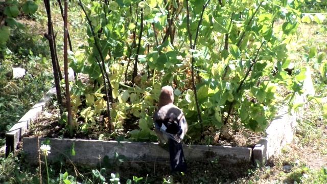 Сойка ворует горох с грядки