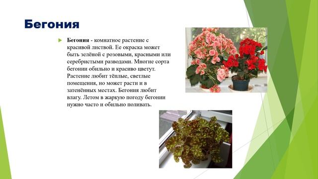 Комнатные растения природоведение 6 кл.mp4