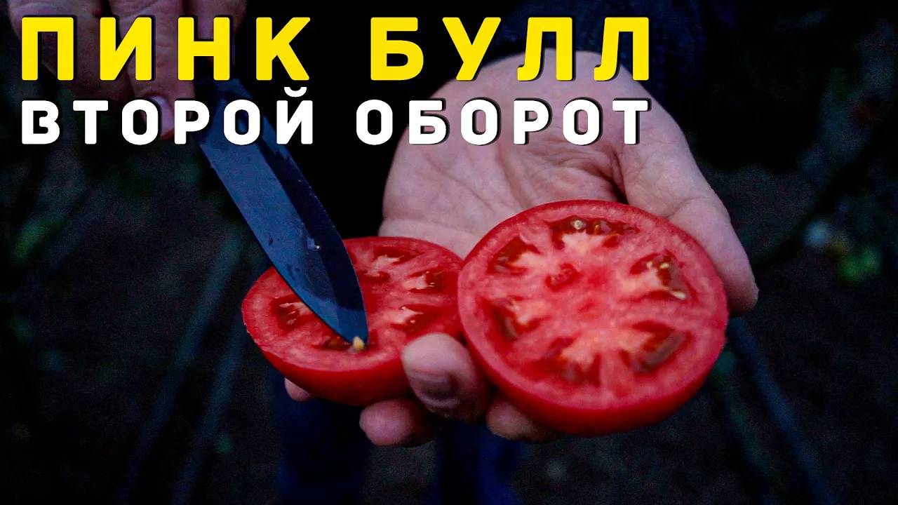 Розовоплодный томат Пинк Булл. Холмская