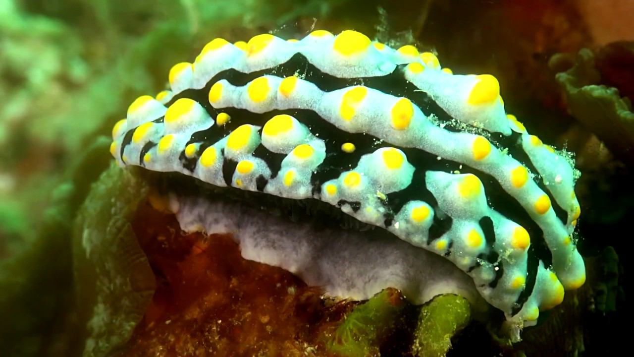 Malapascua - Pantaw pantaw