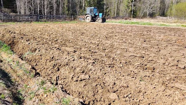 Посадка картофеля в 2024 году. Село. Поселок. Деревня. Вологодская область. Синий трактор
