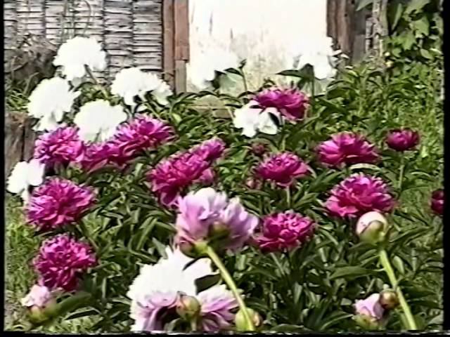 Любопытные эпизоды с людьми и животными