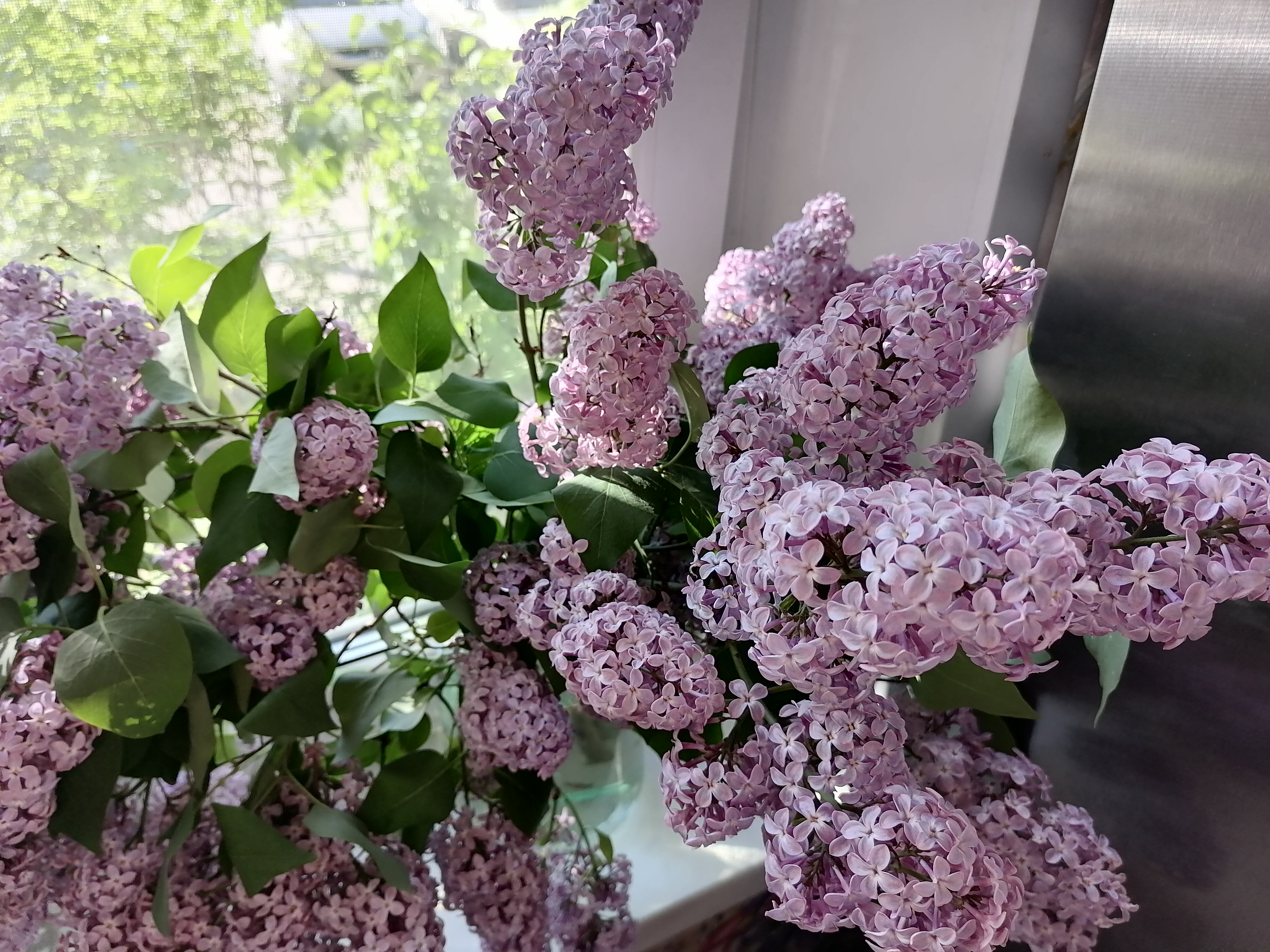 #shorts_МОЯ_ЛЮБИМАЯ_МАЙСКАЯ_СИРЕНЬ_ФАКЕЛ_ГЕКАТЫ_ЛОЛИТА
#Видеосессия_сирени Видео 240